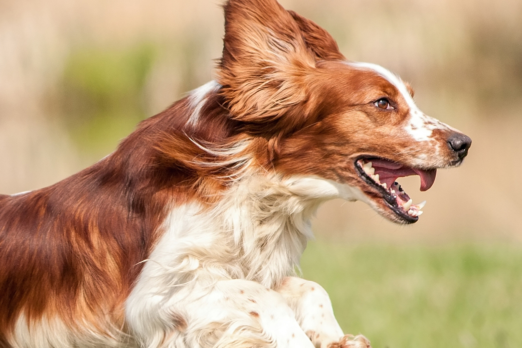 Agility mit dem Hund: Landfuxx Bartels Agility mit dem Hund: Landfuxx Bartels